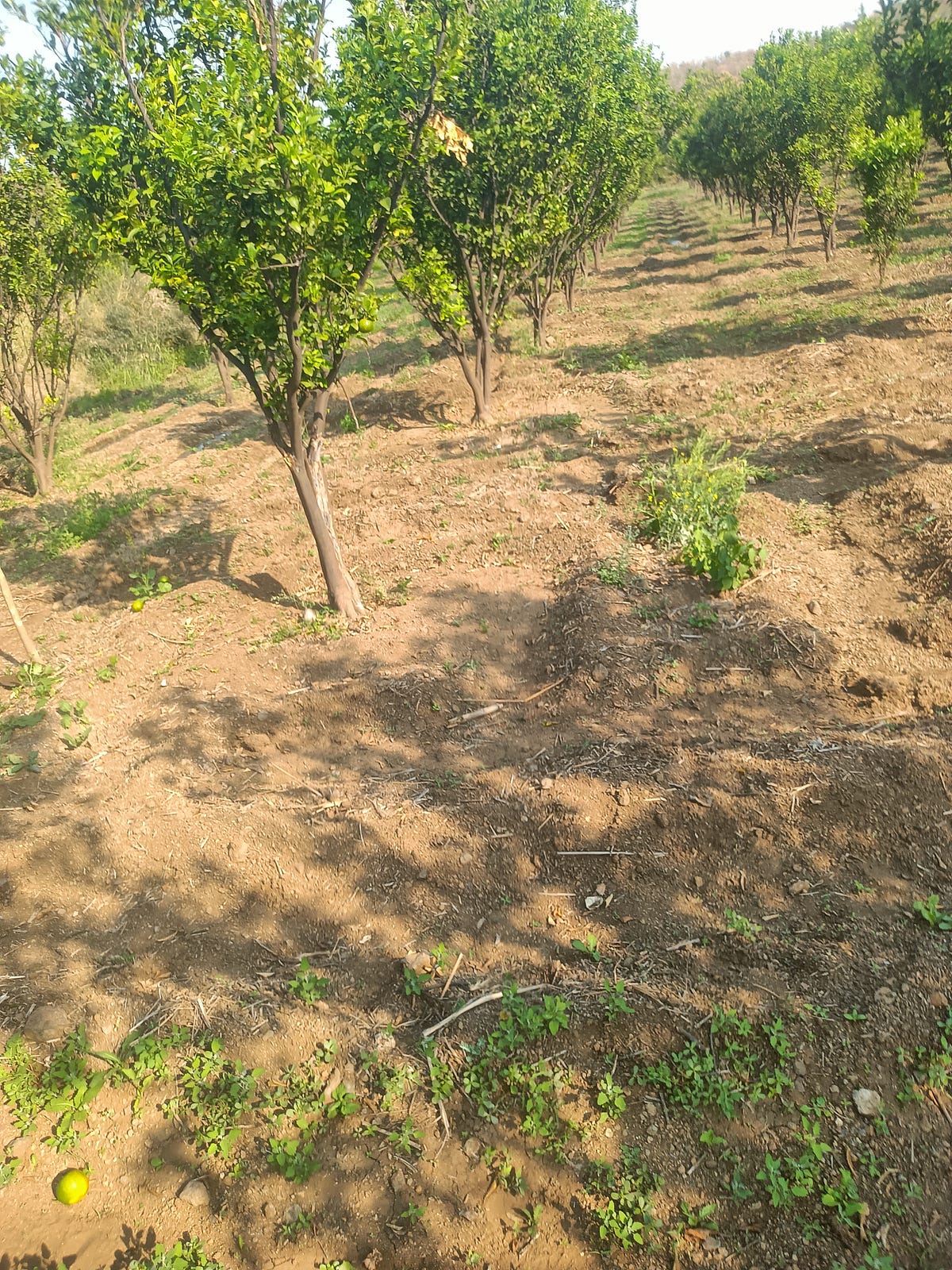 farmerCultivating Prosperity: Why Farming is Vital for National ...