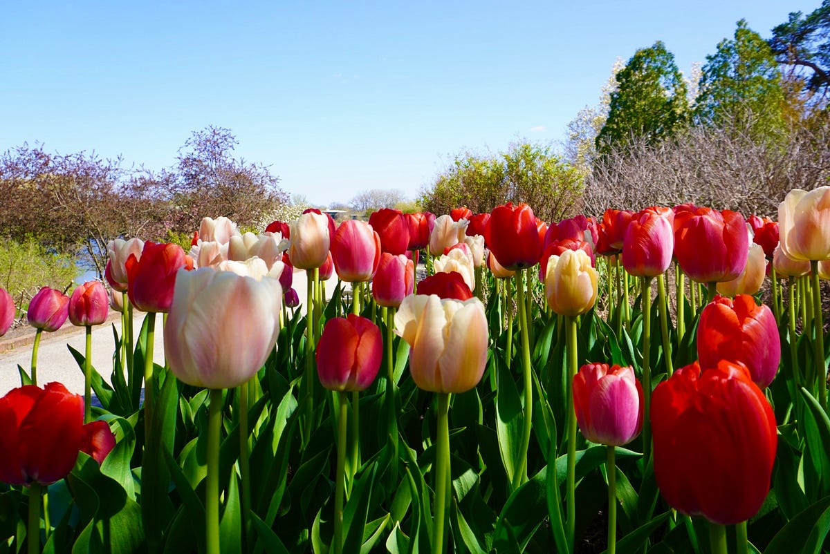 Purpose, Meaning, and the Botanic Garden | by Amy Lee Kite | Full Frame ...