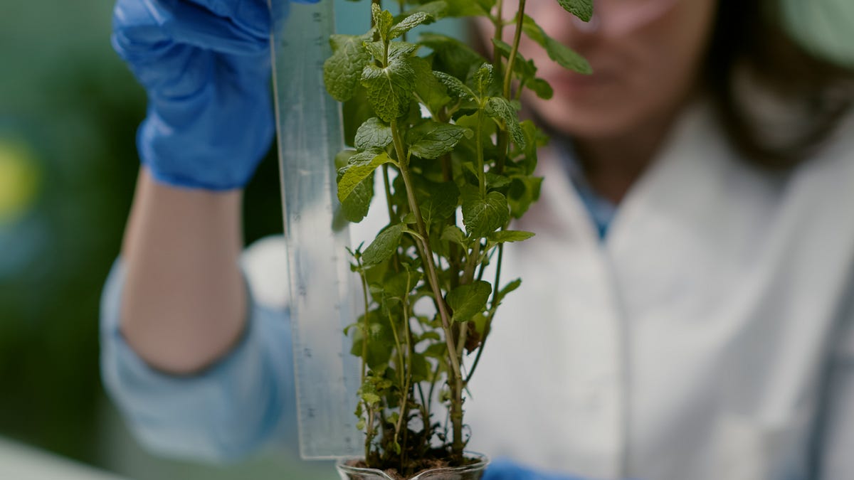 Unveiling the Power of Biostimulant Composition | by Organica Biotech ...