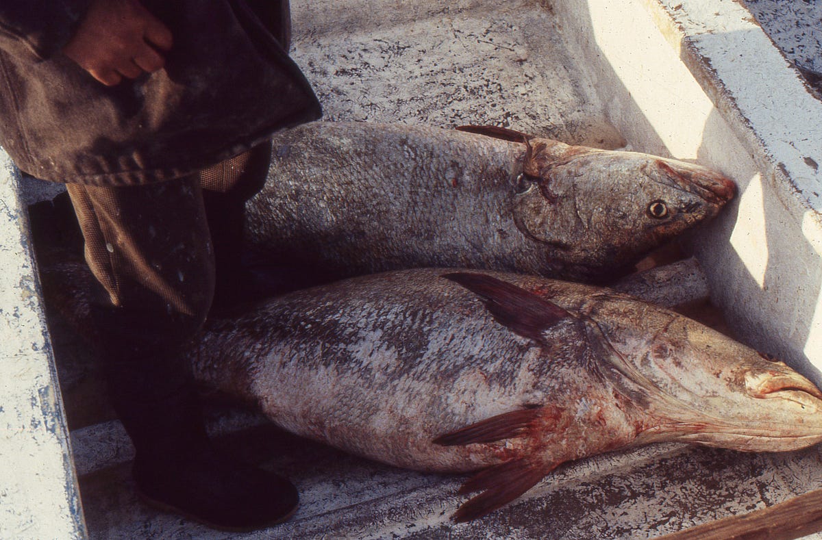 Species for Sale: Totoaba. by Thomas Gomersall | by WWF HK | Panda blog ...