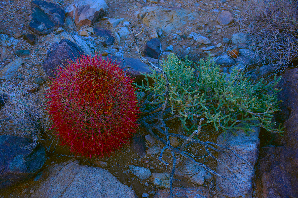 Barrel Cactus and Christmas Cholla at Sunset - Steven of the Desert ...