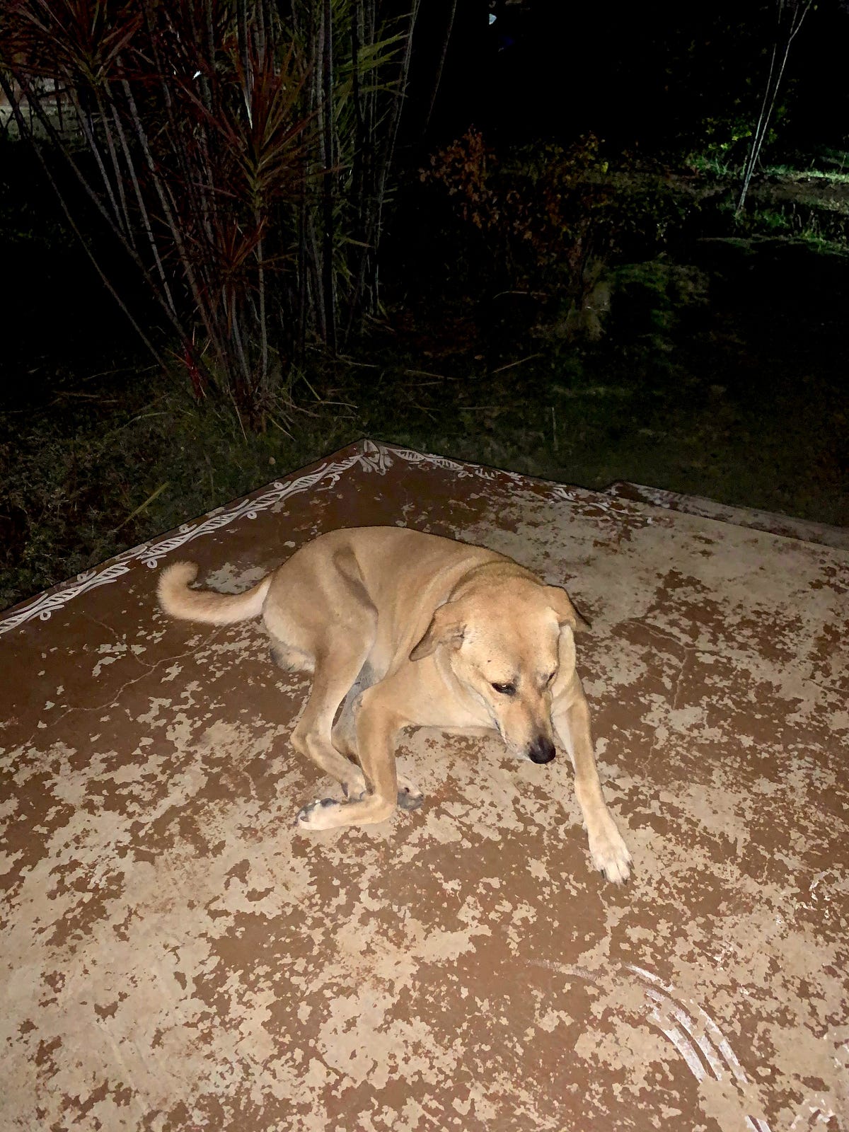 Stray Dogs in your Neighborhood. This article is originally posted here ...