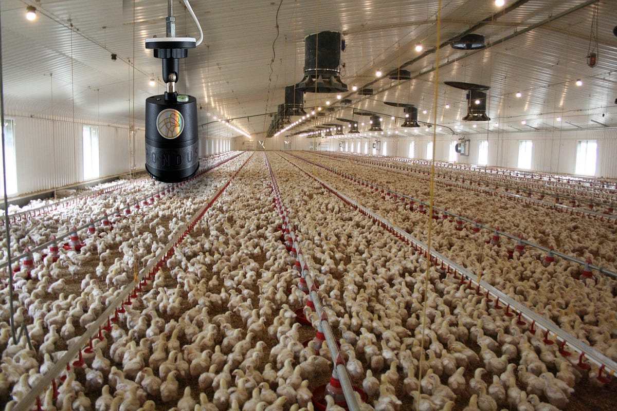 Computer vision — a helpful aide to poultry farming | by Claire Lewis ... Computer vision — a helpful aide to poultry farming | by Claire Lewis ...