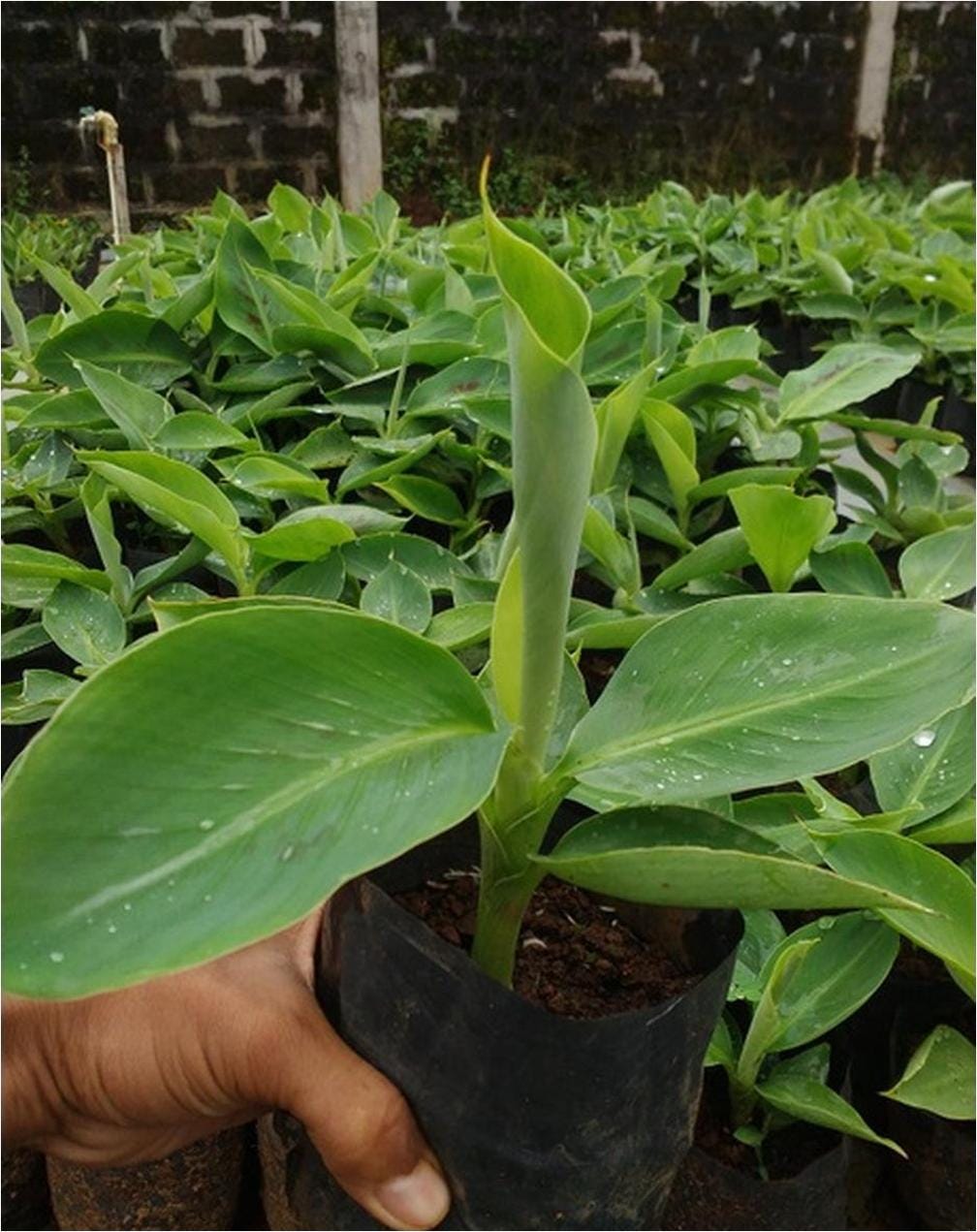 Bibit Pisang Cavendish Sunpride Paket 5 Pohon Indramayu | by Ezio Asoka | Medium