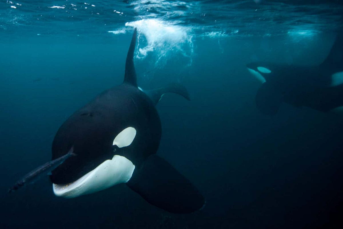 Harmonizing Nature’s Secrets: Unveiling the Symphony of Bioacoustics ...