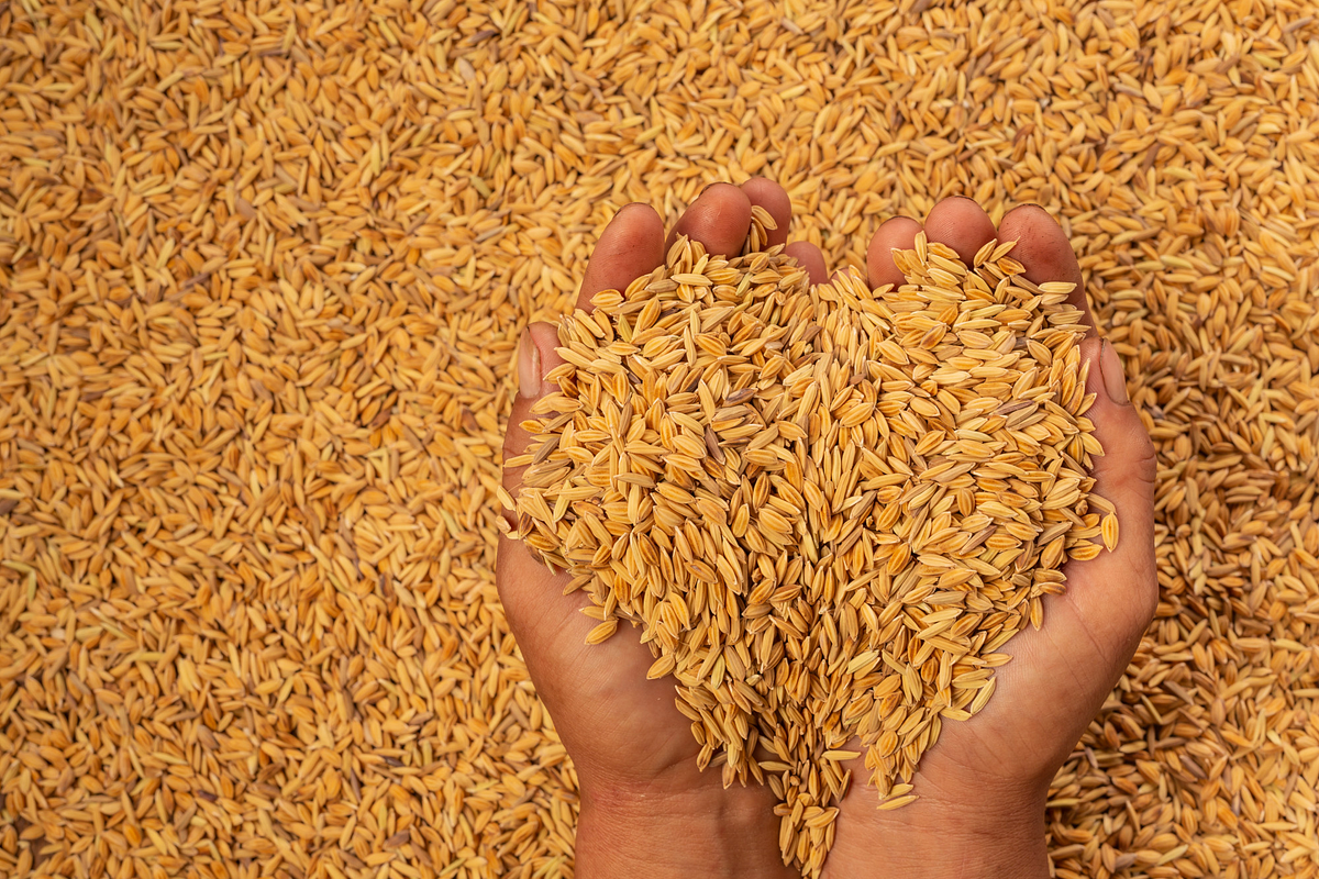 How Important is Water Management in Rice Production? | by Pansari ...
