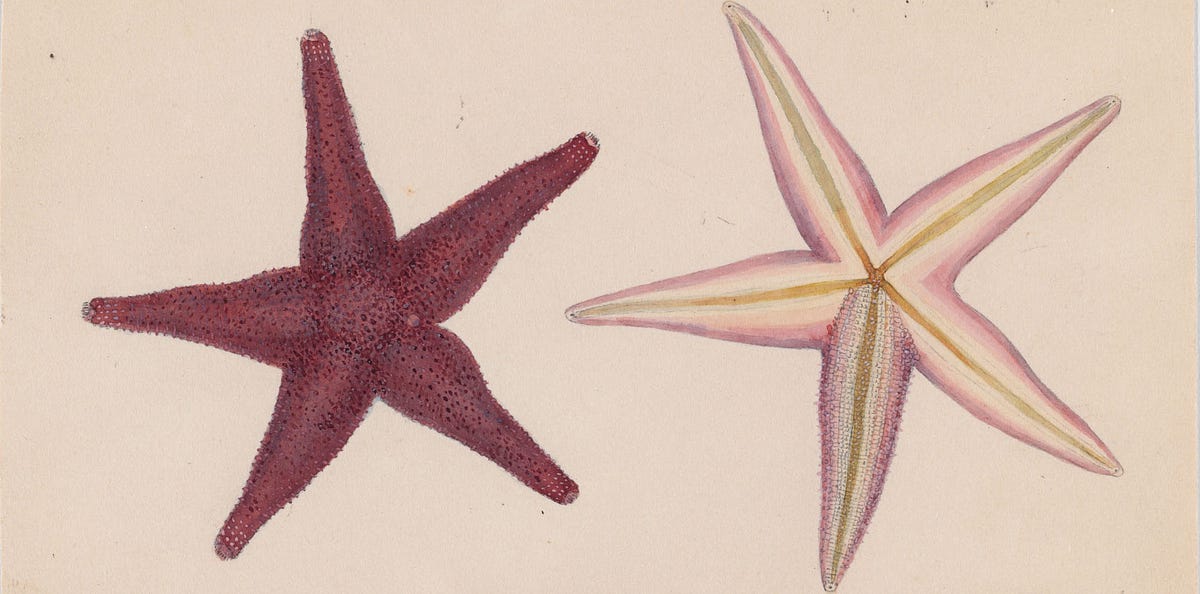 5 Starfish Principles that will Empower your Business | by Daphne ...