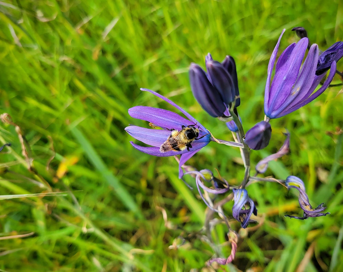 Dew Drops on Leaves & Napping Bees | by Dev Shirah Suchin | Medium