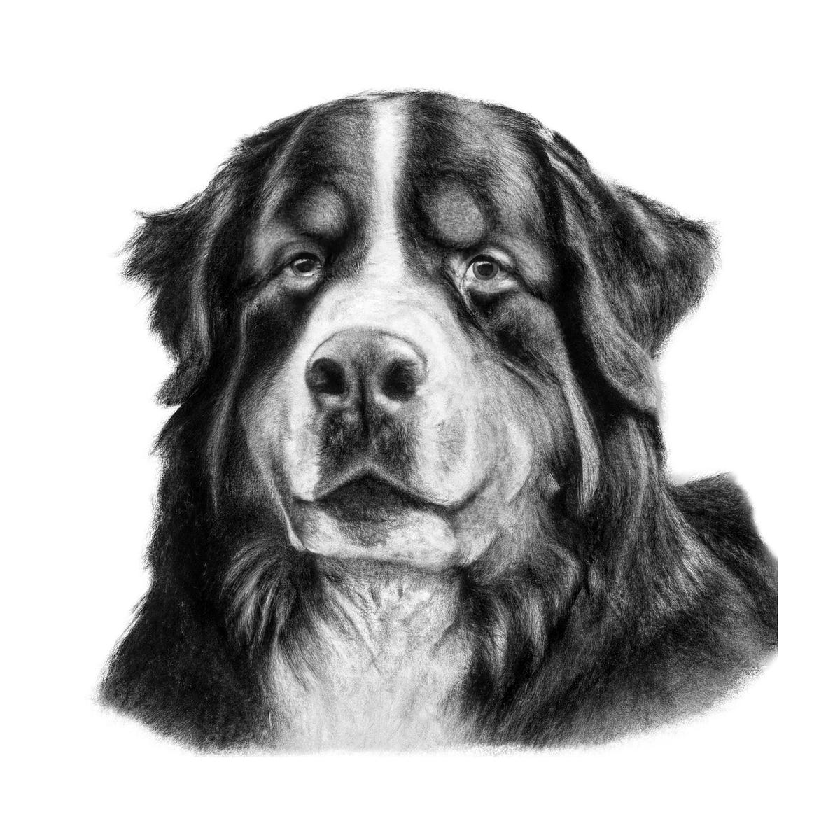 A poem about a Bernese Mountain Dog | by Jason Harper | PortraitsofDogs.com | Medium