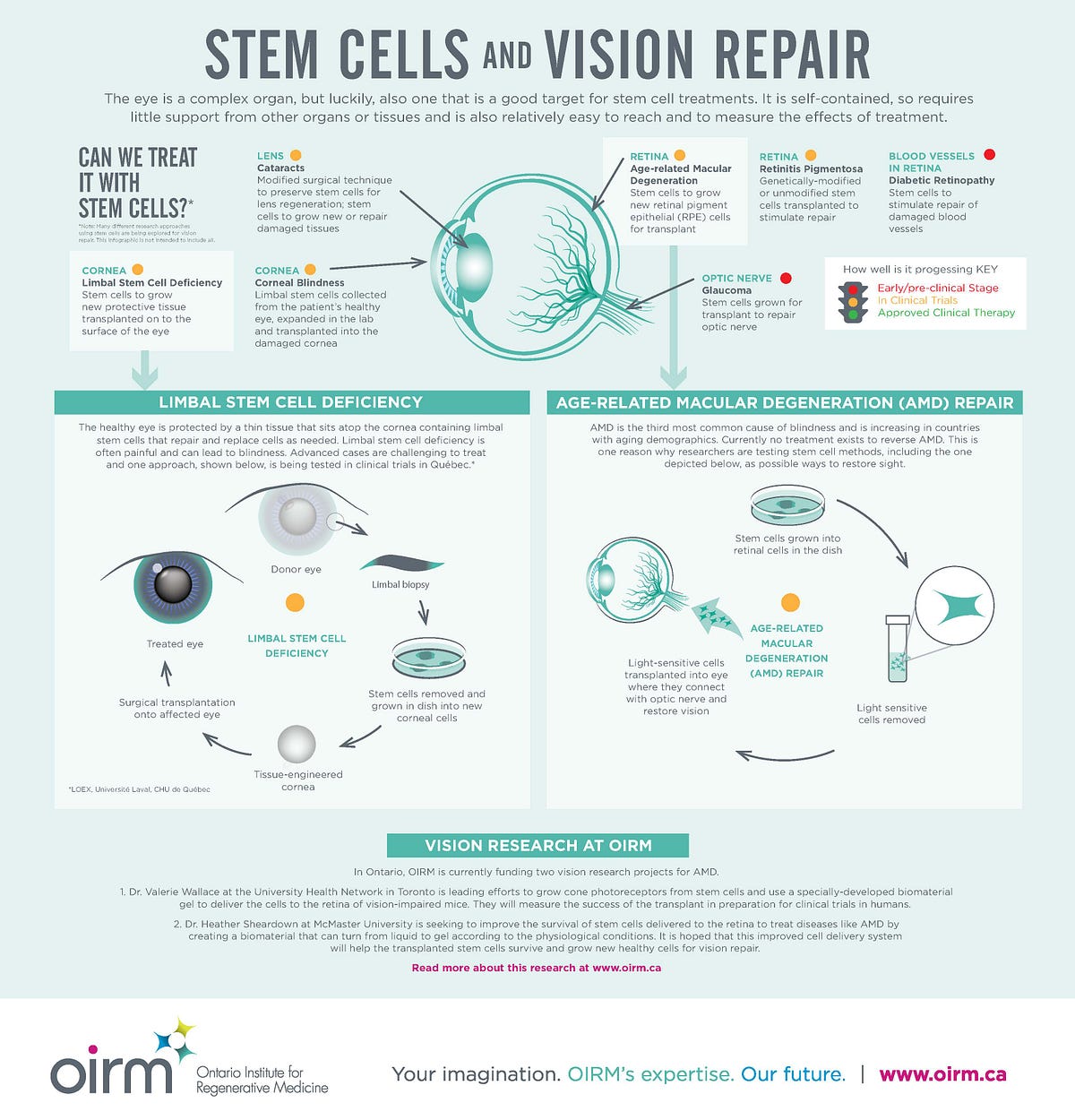 Preparing for missions on a micro scale: Stem cells to rescue sight ...