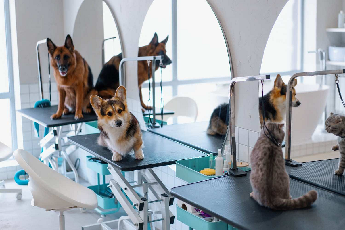 Tech-Driven Grooming: How AI and Smart Tools Dominated Pet Salons in ...