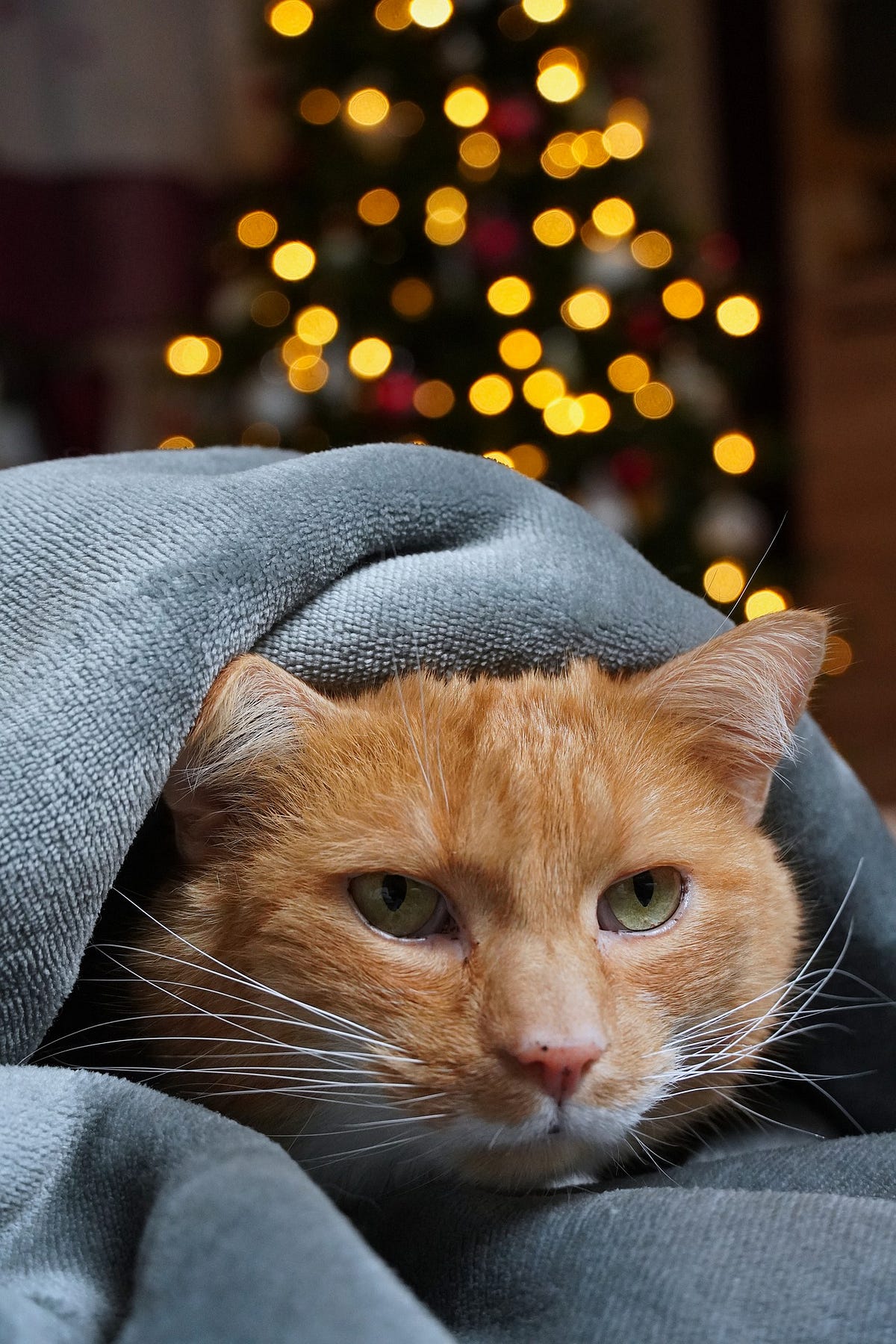 The Writer’s Guide to Surviving Everyone Else Being Home Too | by ...