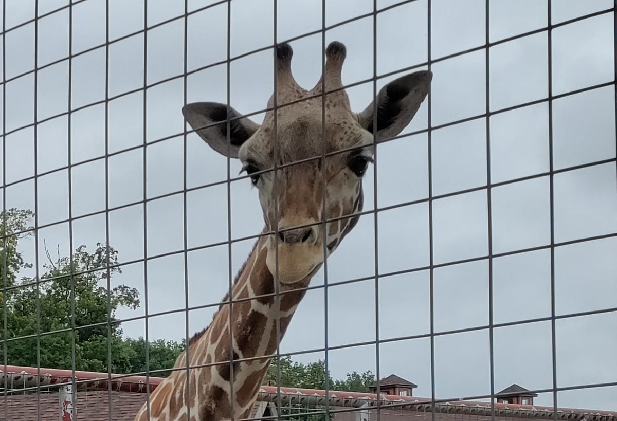The Cultural Importance of Geoffrey the Giraffe - Six Word Photo Story ...