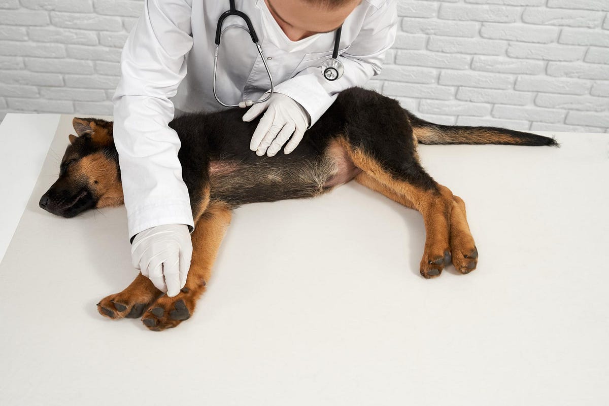 Dealing with Scabs on Dogs: Understanding the Causes and Treatment of ...