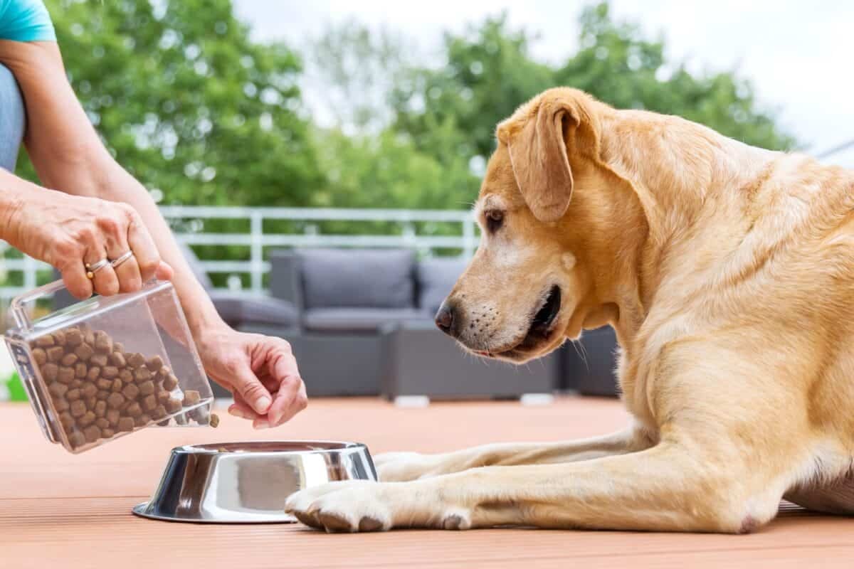 North America Companion Animal Drugs Market Will Grow at Highest Pace ...