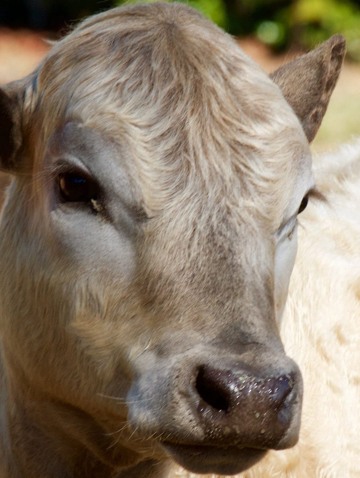 The Artful Beauty of Cows. Bovine Supermodels | by Author, D. Denise ...