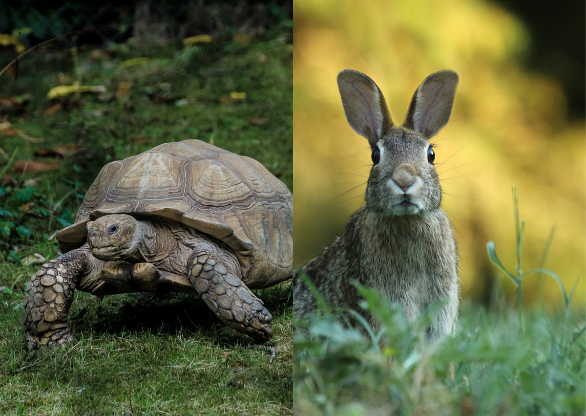 Redefining Rabbit and Tortoise Story 🐇🐢 | by Sripaada Pendem | Medium
