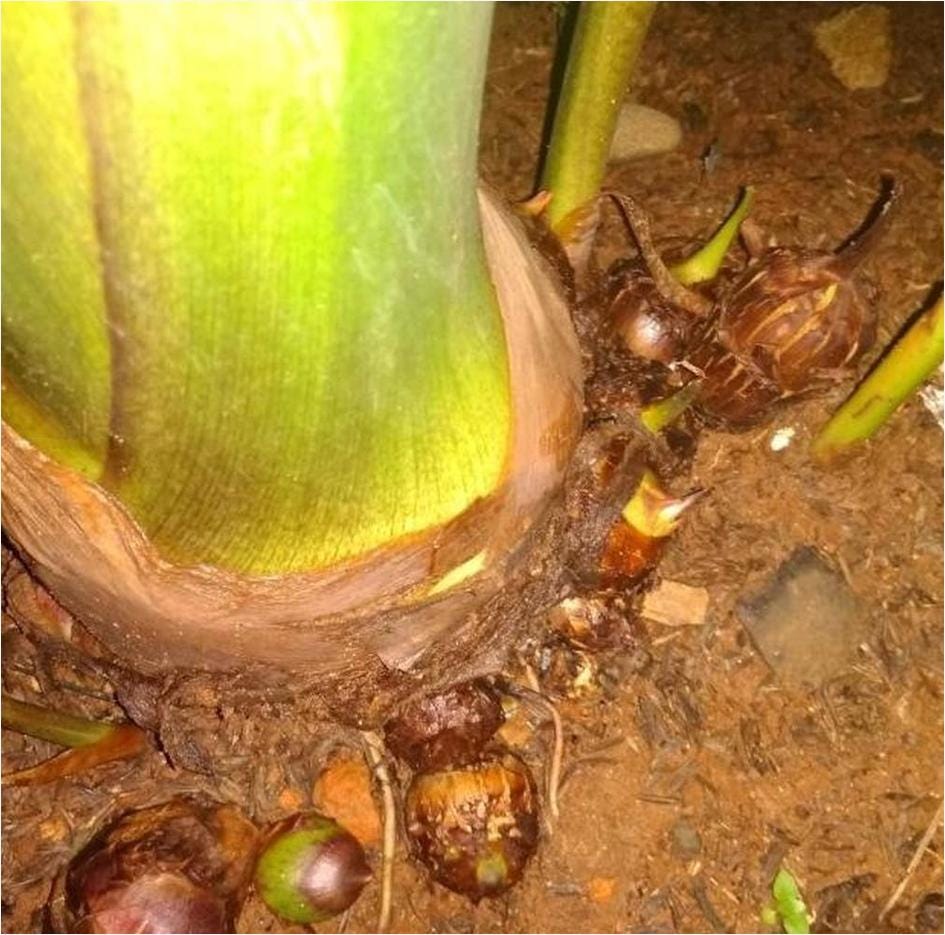 Bibit Talas Jepang Tanaman Satoimo Garut | by Jasmin Buah | Medium