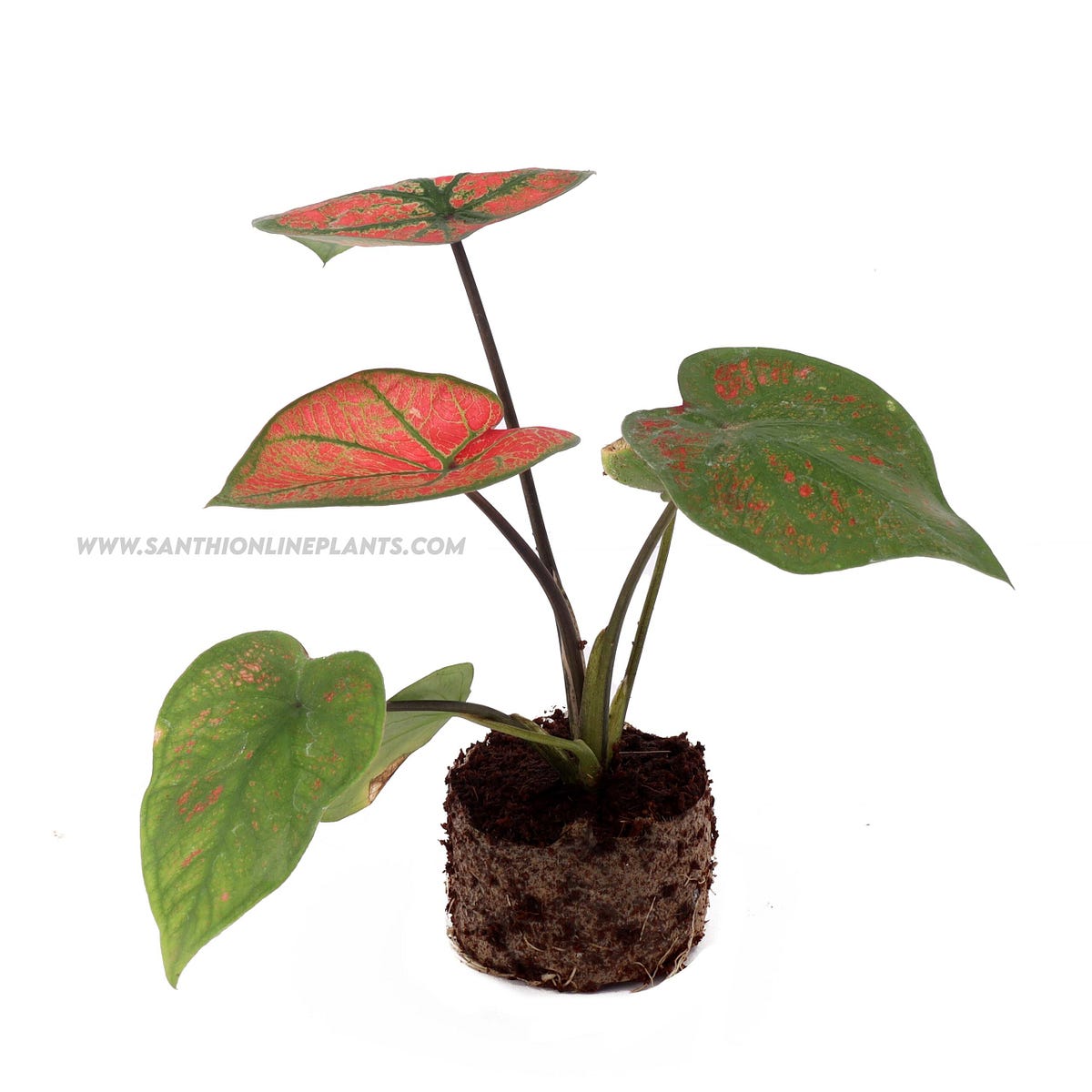 Caladium-Dragon-Heart. Buy the Caladium Dragon heart plant… | by santhi ...