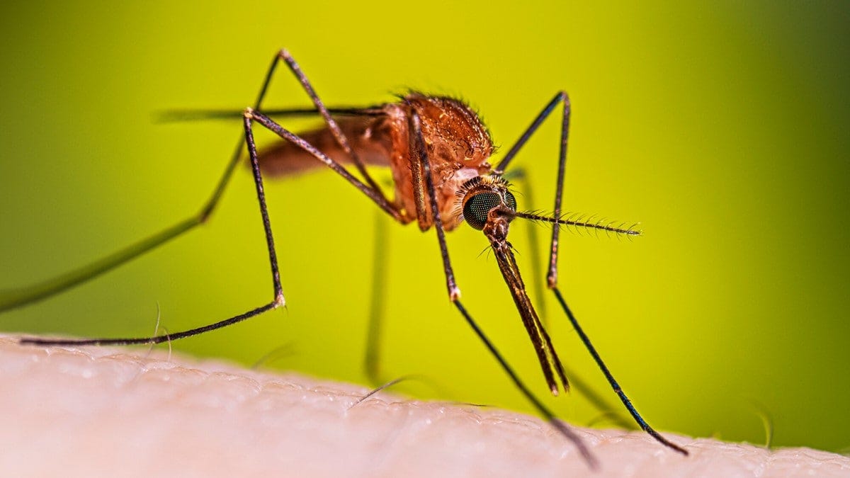 The Fleeting Existence of the Mosquito: | by Vinesh Shamnani | Medium