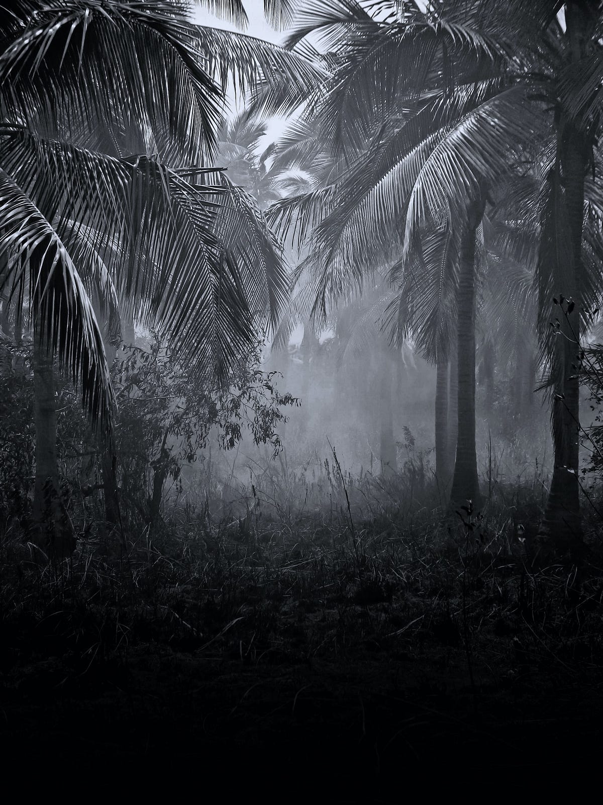 Jungle on Fire!. A Haiku Response to Brett Christensen’s… | by James G ...