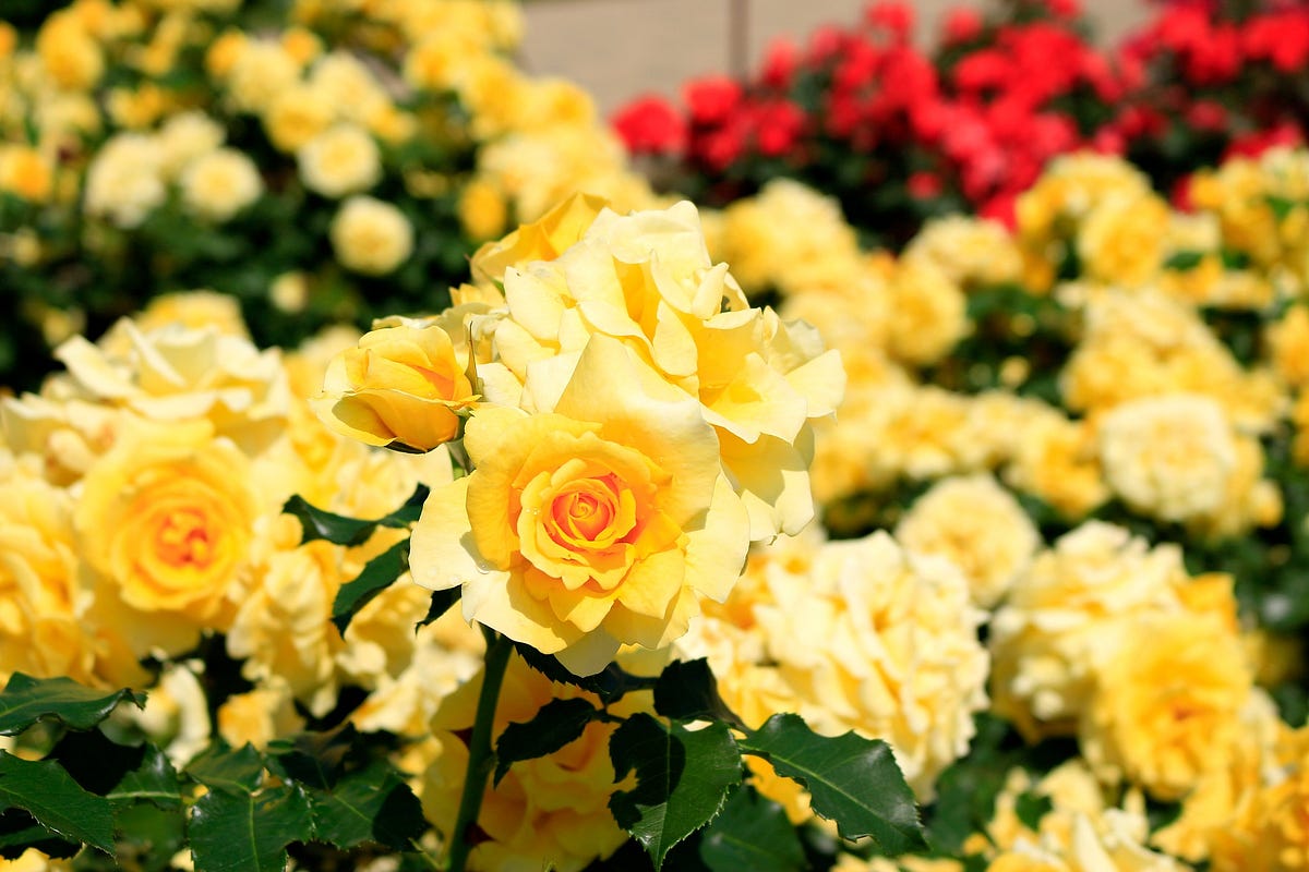 A Rose for Rumi. Inspiring poetry colors my days… | by Desiree ...