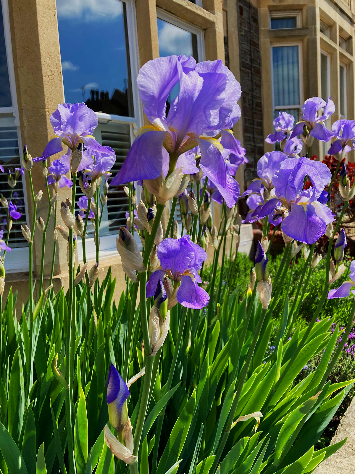 Yay for Signs of Spring Springing! | by Susan Alison | Weeds ...