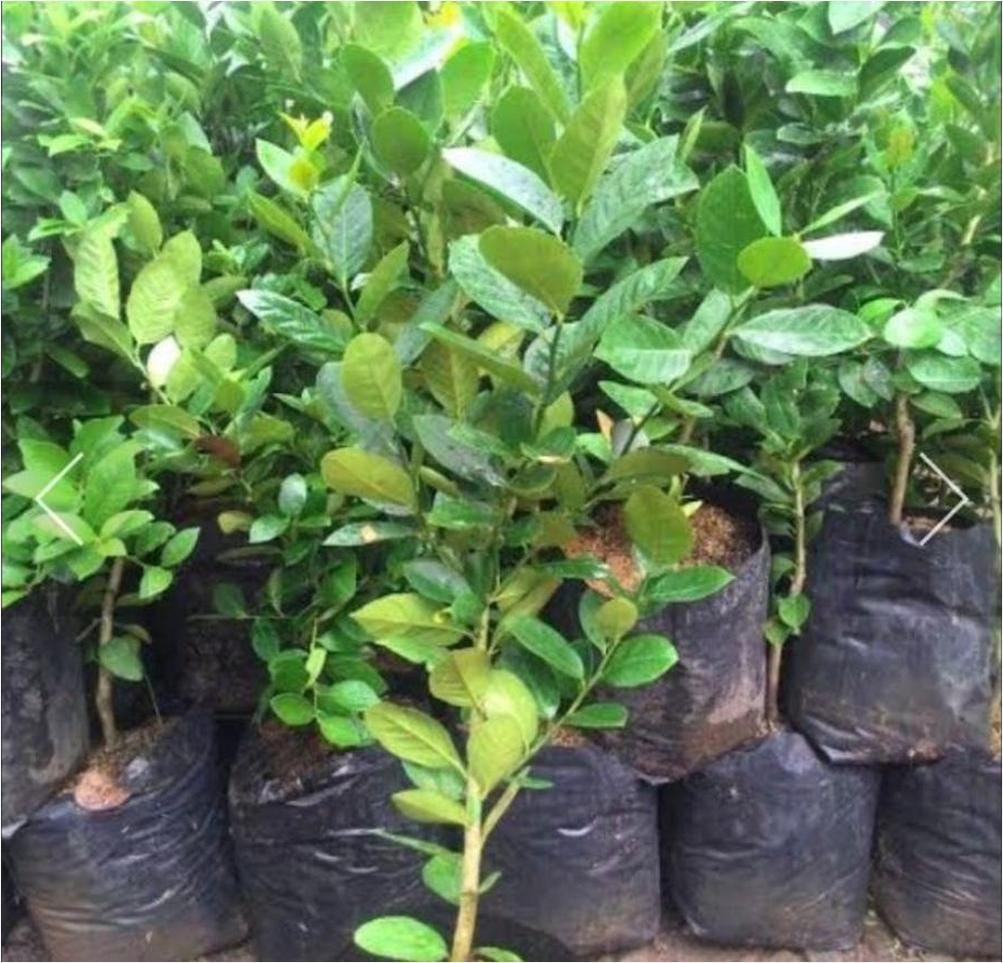 Bibit Jeruk Nipis Tanaman Sudah Berbunga Atau Berbuah Kota Semarang ...