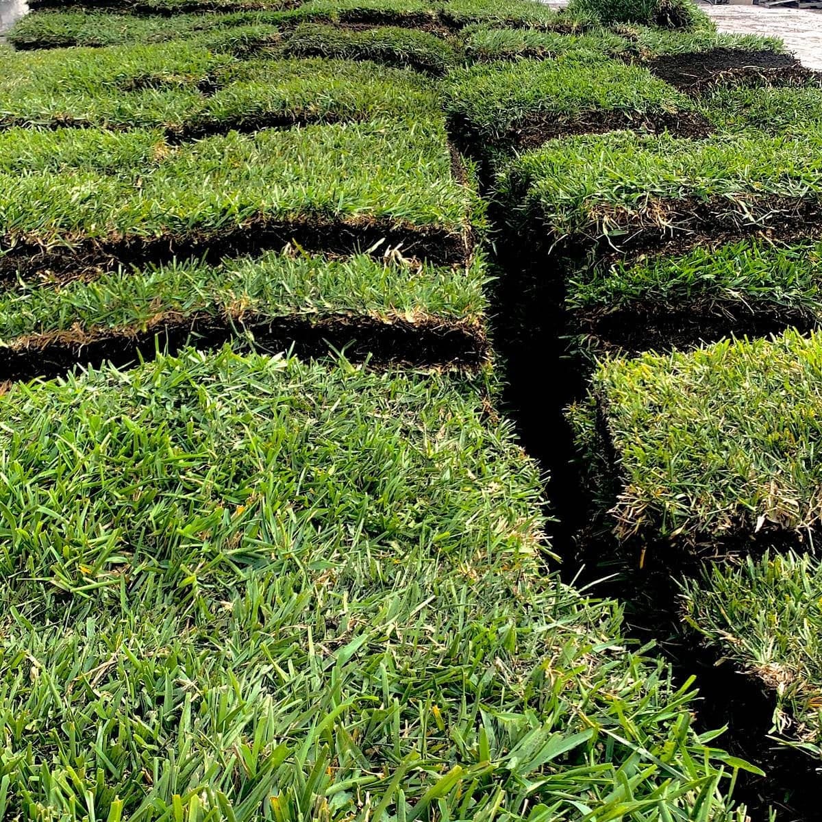 A Comprehensive Guide to Palmetto St. Augustine and Empire Zoysia Grass ...