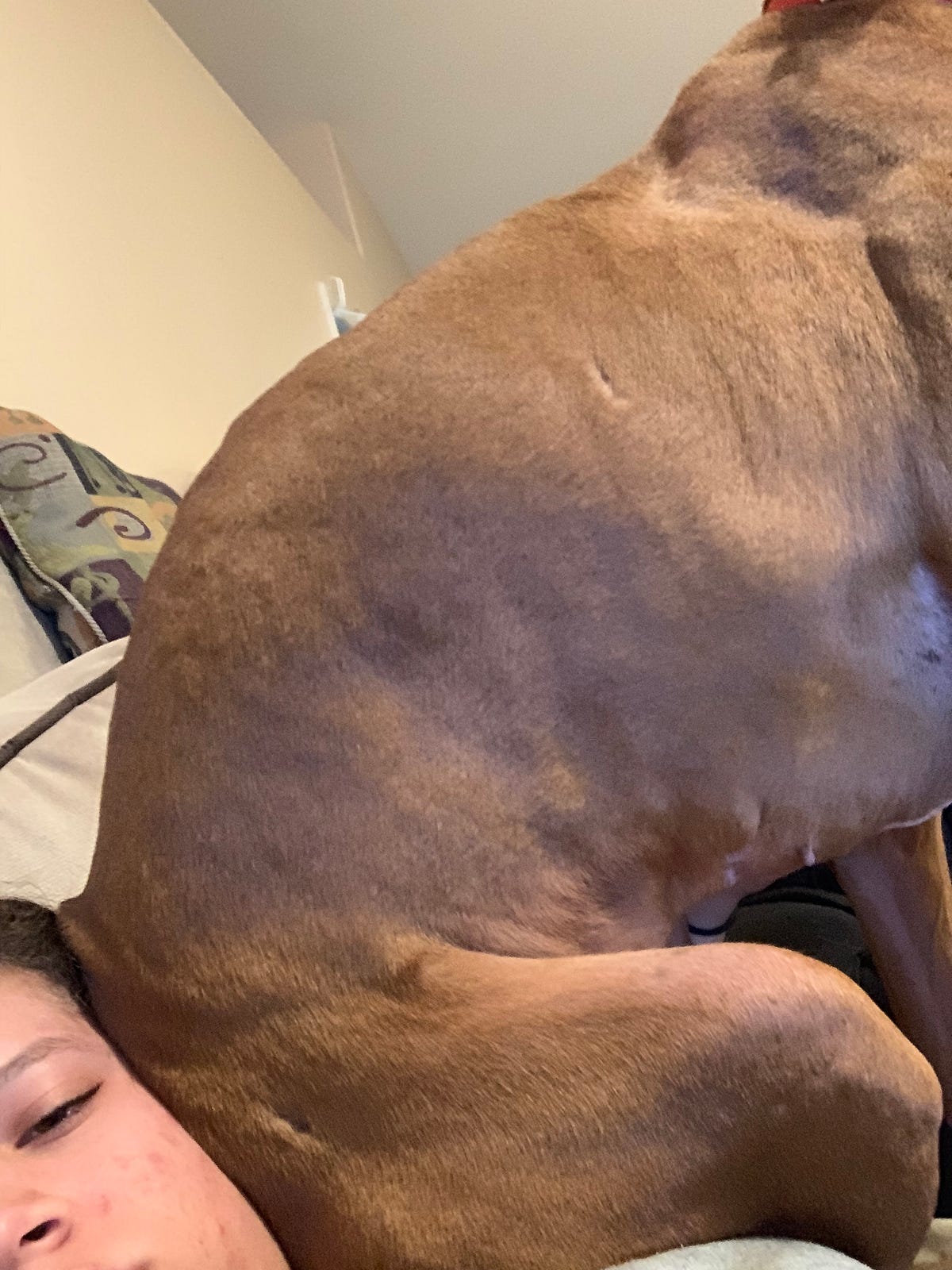 I used to be afraid of dogs. Now I have an 83 pound lap puppy. | by ...