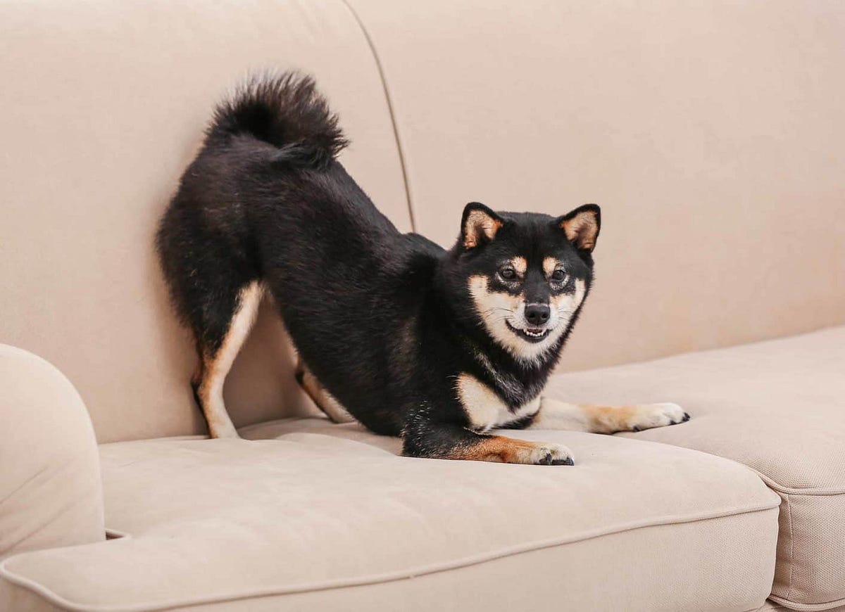 Shiba Inus- The best choice. Are you searching for an apartment dog… | by Sarah Asim | Medium