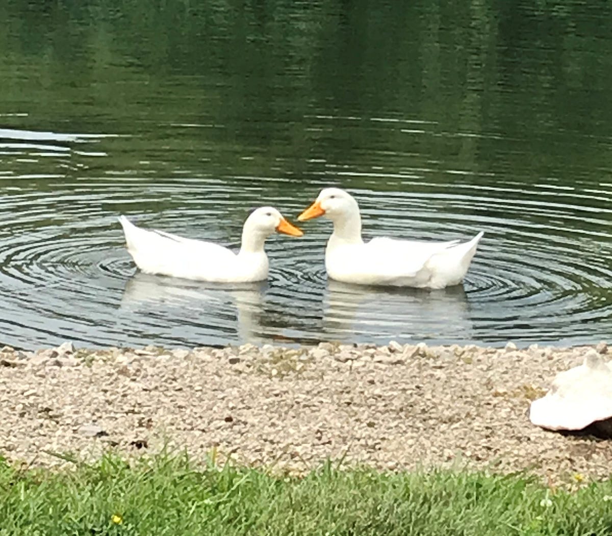 Why Did the Ducks Cross the Driveway? | by Julia A. Keirns | In Living ...