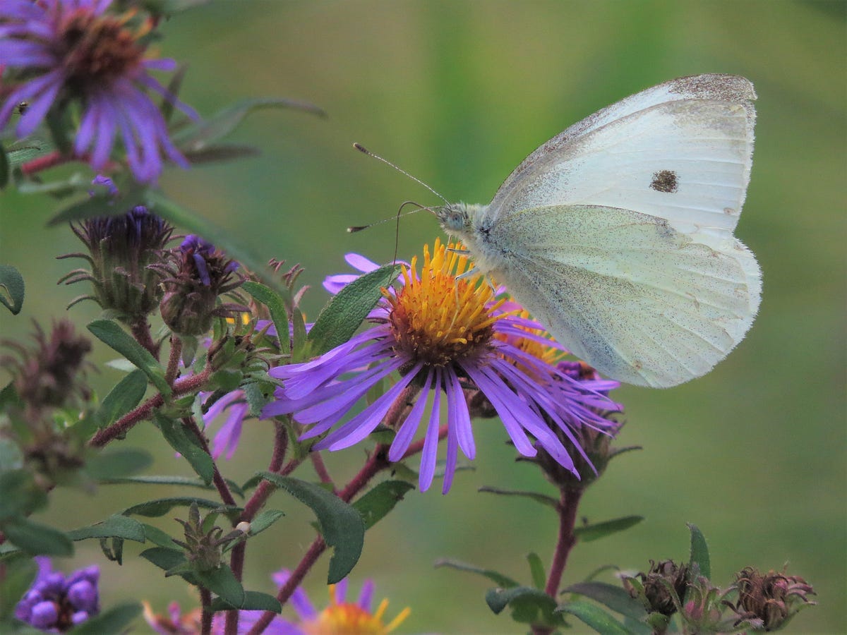 Top Three Fall Flowers for Pollinators | by V. Bray | Gardening ...