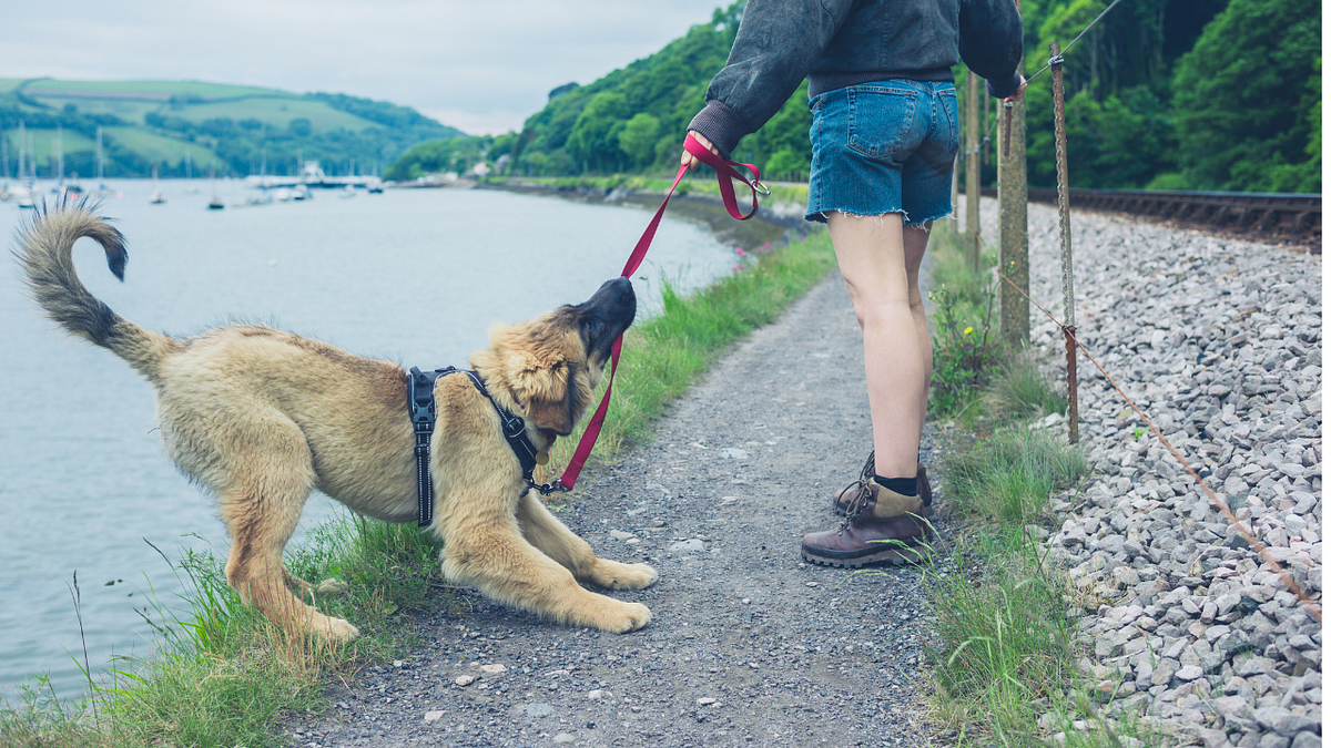 Stop the Tug-of-War!. 🦮How to Train Your Dog to Walk… | by Emily and ...