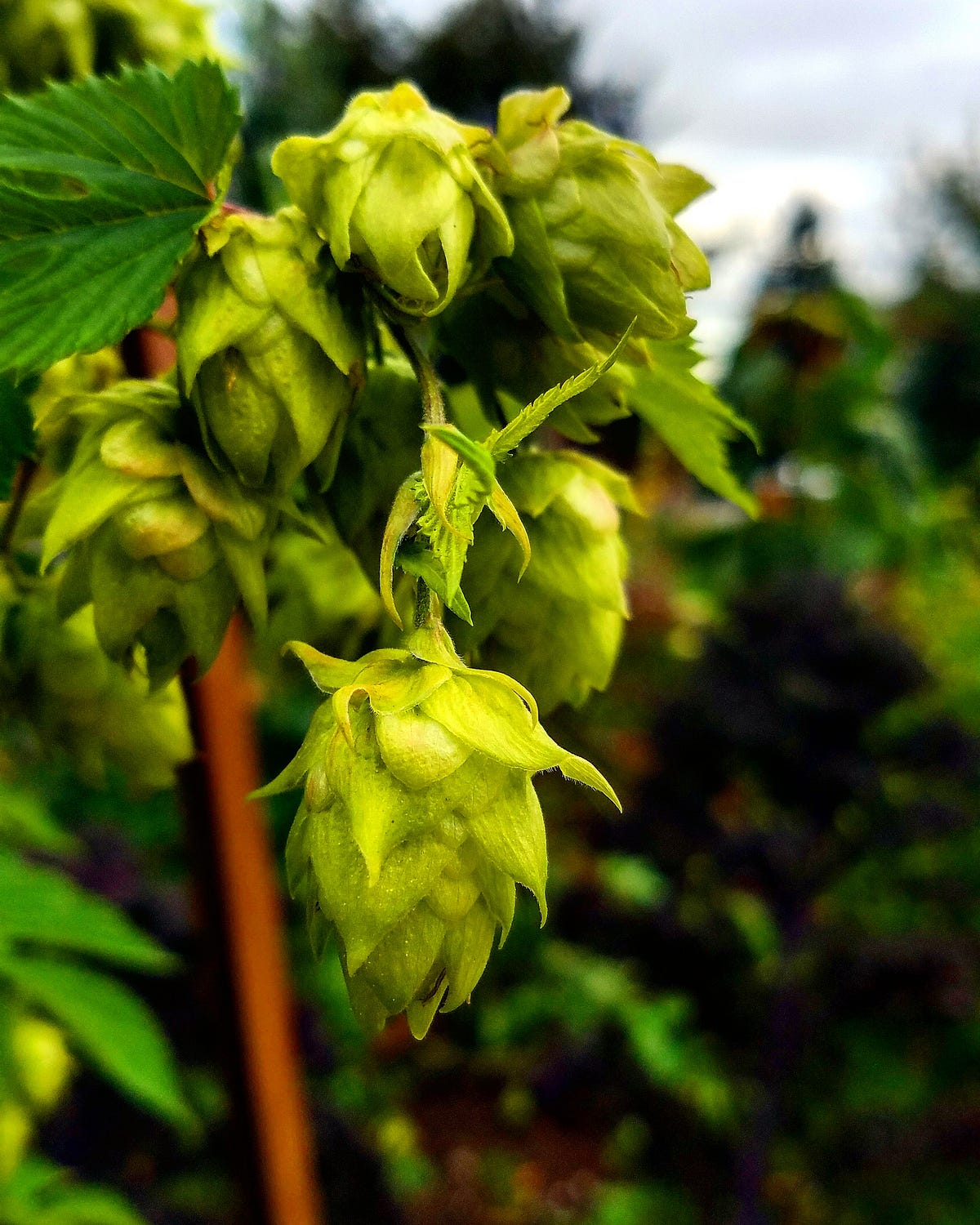 Hops! | by Terry Chapman | Medium