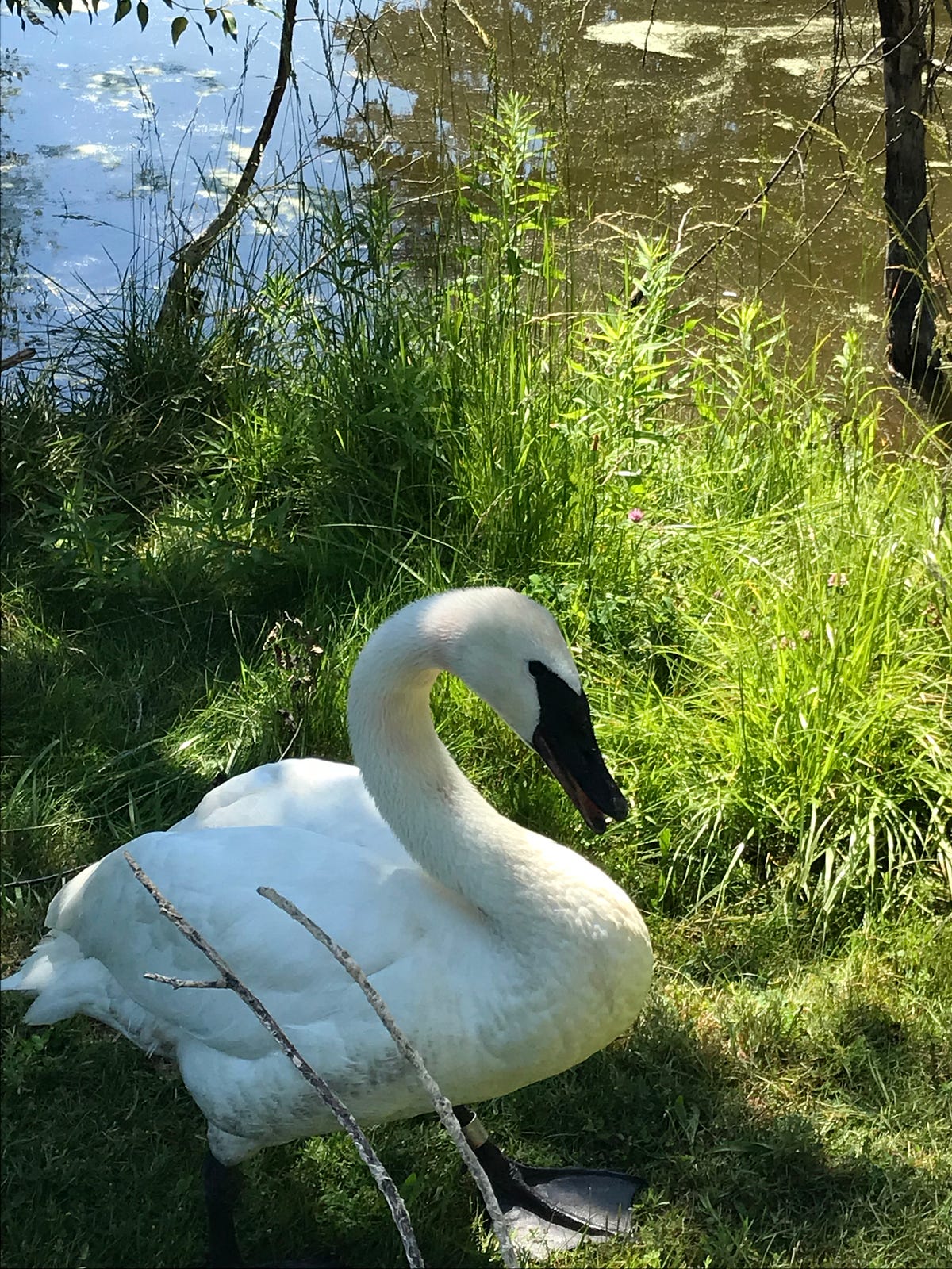 The Swan Keeper: In Flight. Up a trail in Montana’s Mission… | by ...