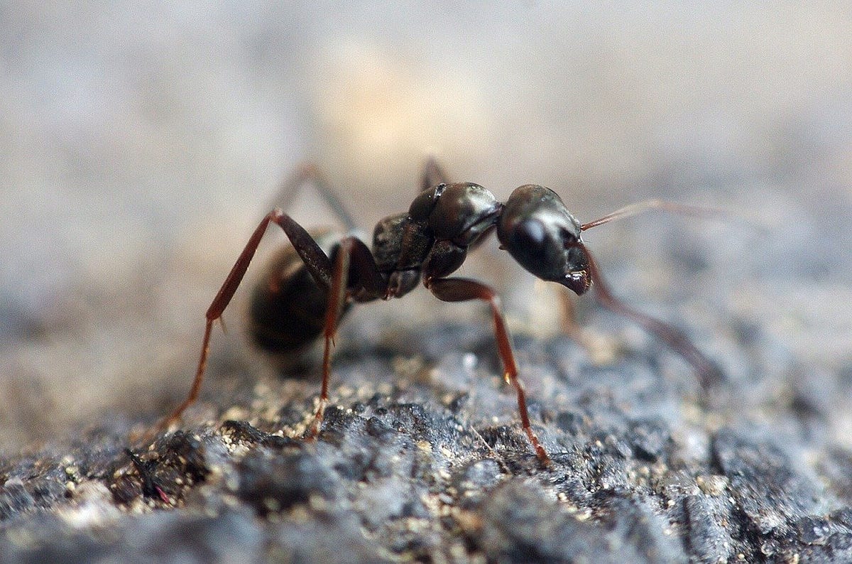 The Ant Carrying The Eye Lens. Even a little ant can help you, too ...