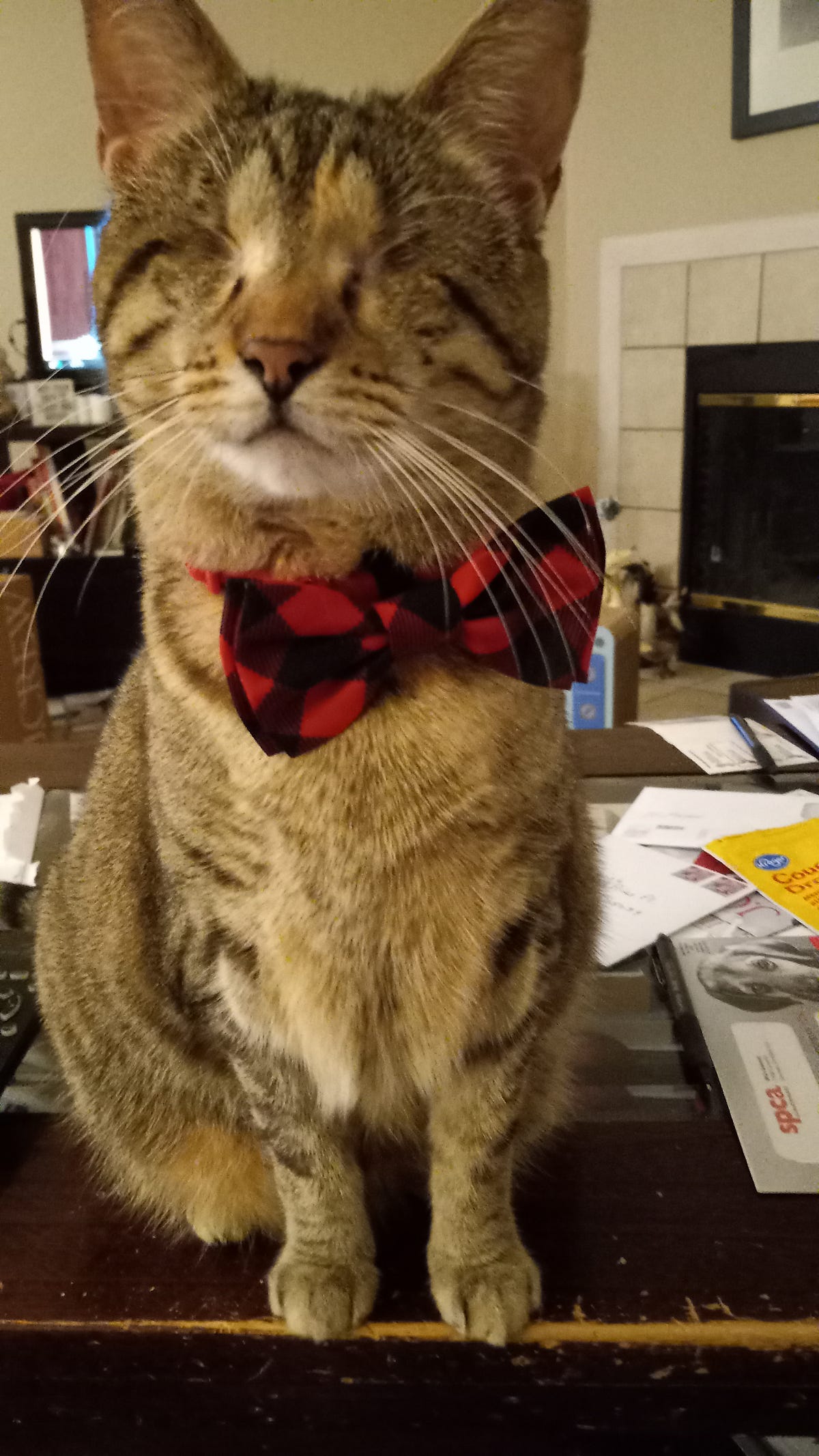 Putting Cat in Catmas. Spending the holidays with three… | by Nancy Parish | Medium