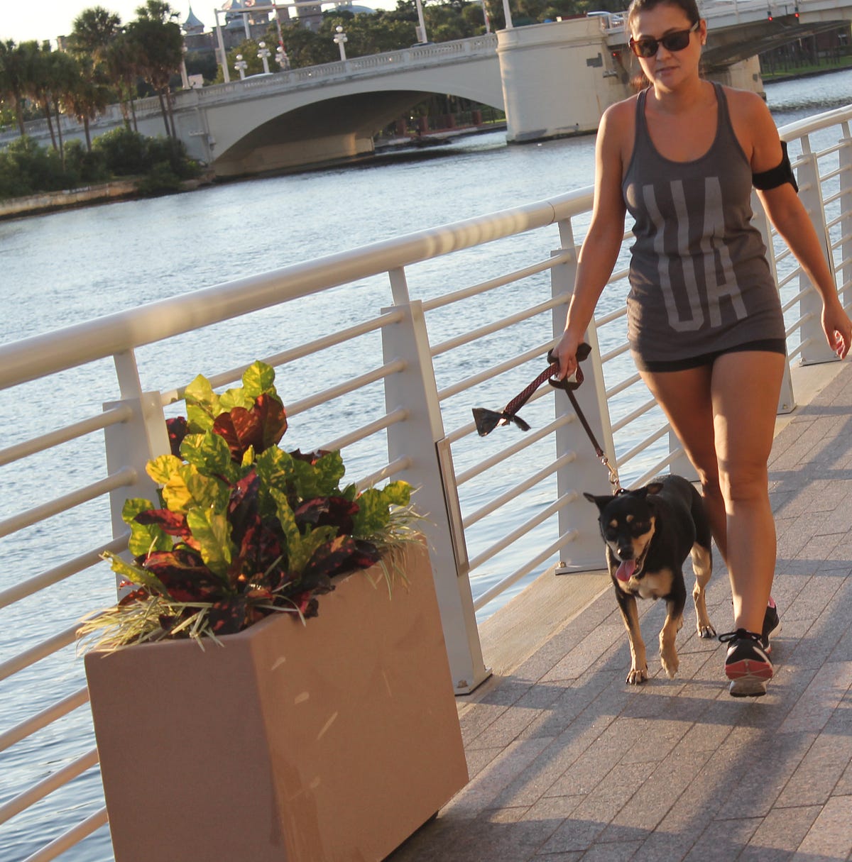 Dogs of Downtown Tampa. After a hard days work, residents of… | by Ella ...