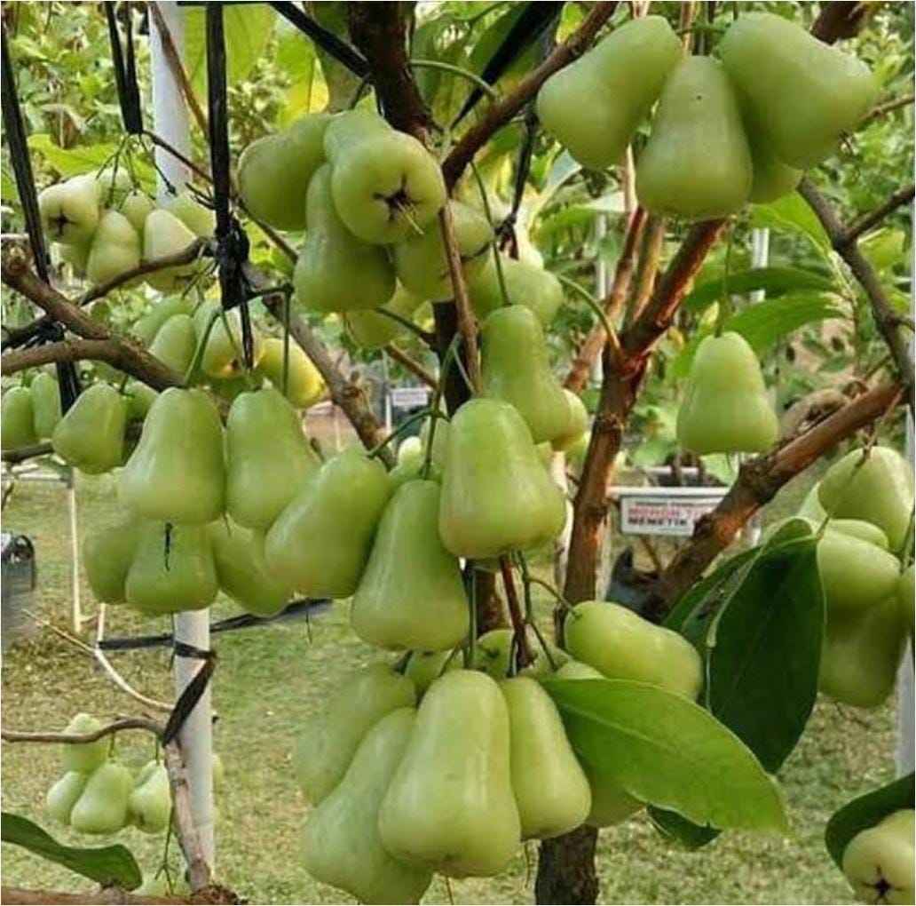 Bibit Jambu Air Deli Hijau Tanaman Buah Jember | by Marlino Kemuning ...
