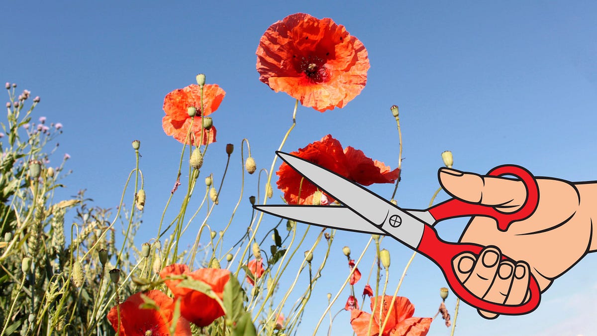 Experiencing Tall Poppy Syndrome as a Result of Transitioning and ...