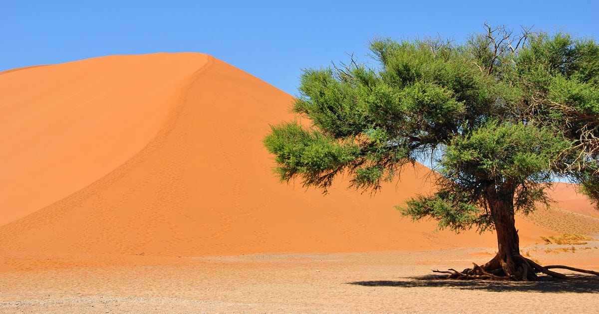 Who will plant a tree in the desert? | by Allen Fuller | Medium