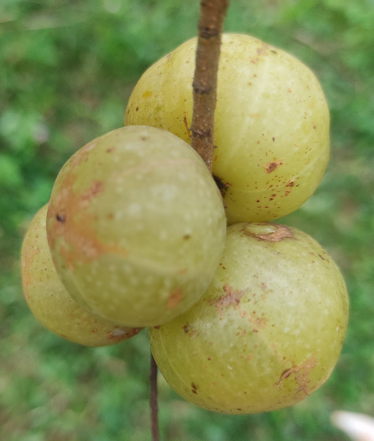 It’s Gooseberry Season In Our Farm | by Shereena Mayan | The Little Recipe | Medium