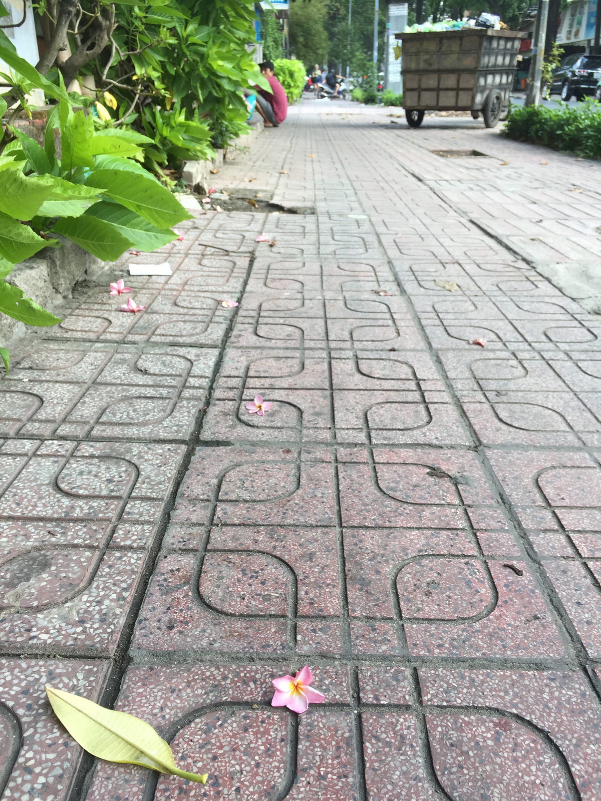 Fallen Beauty. Frangipani falls | by Lucinda Ritter | Medium