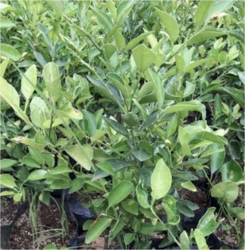 Bibit Jeruk Limau Tanaman Sambal Sudah Berbuah Semarang Terbaik | by ...