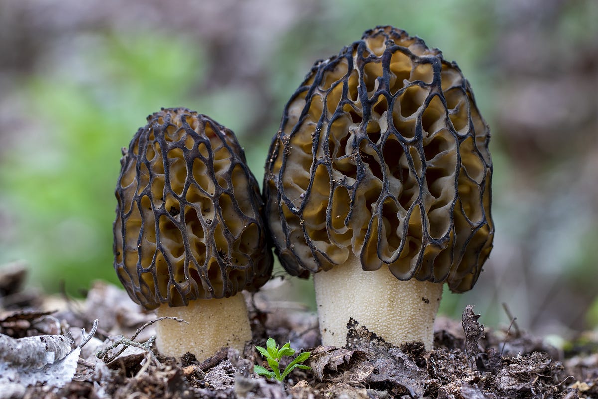 Unlocking Success in Mushroom Cultivation: Key Practices and Insights ...