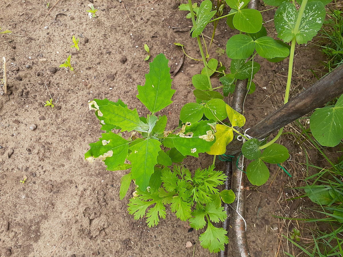 Making good use of weeds. Gardening Diary of Living in the Woods | by ...