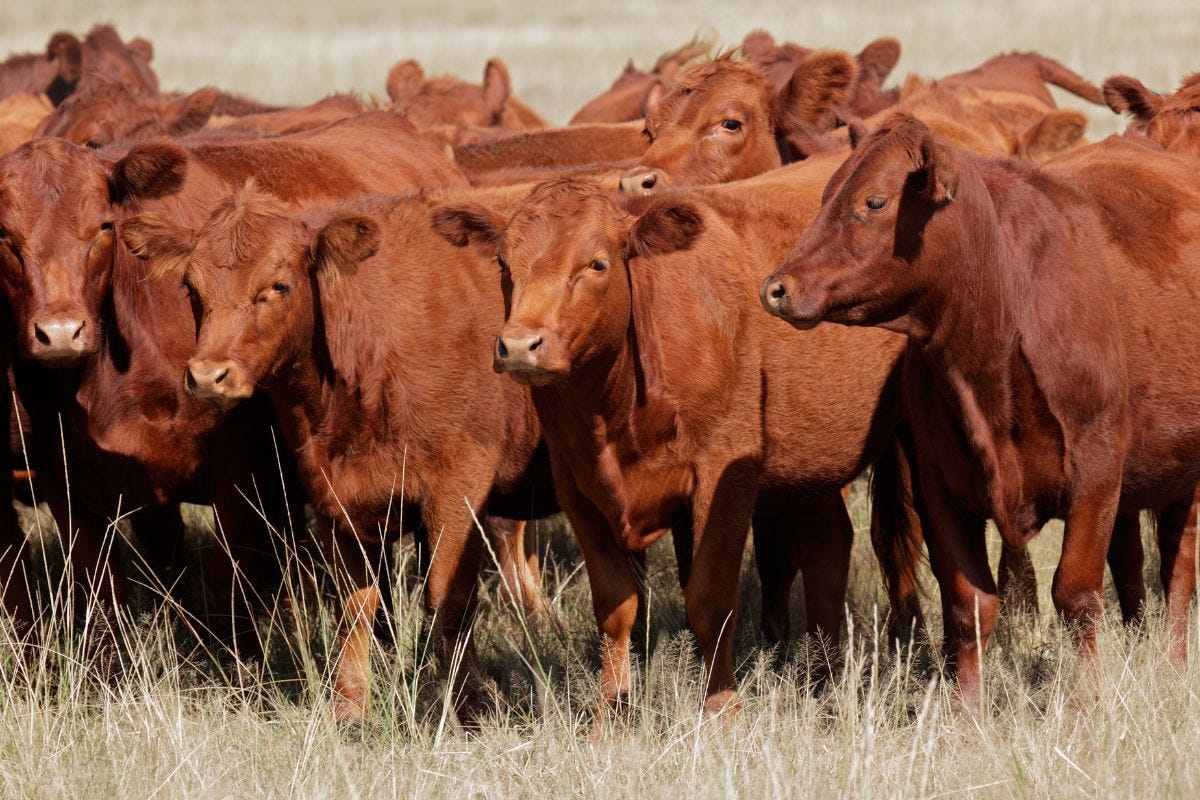 Do Five Heifers Really Signal the End of the World? | by Luisa ...