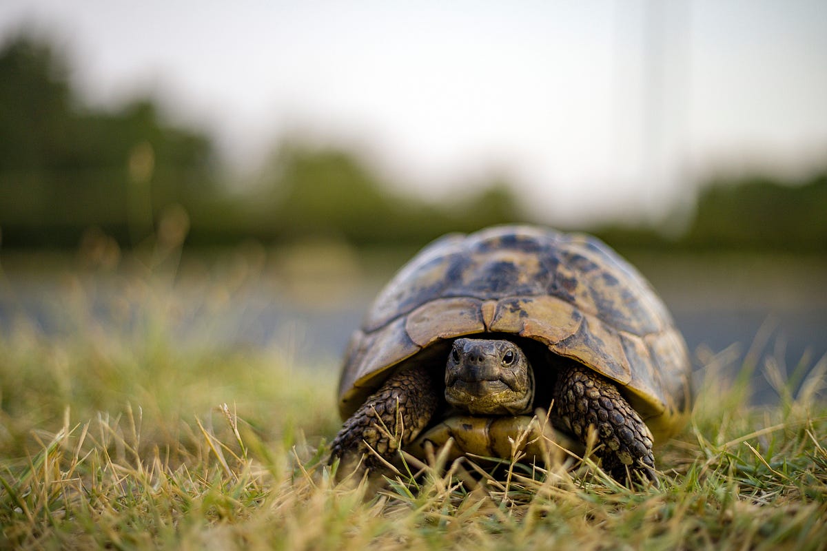 The Tortoise and the Hare Story: A Classic Fable of Determination and ...