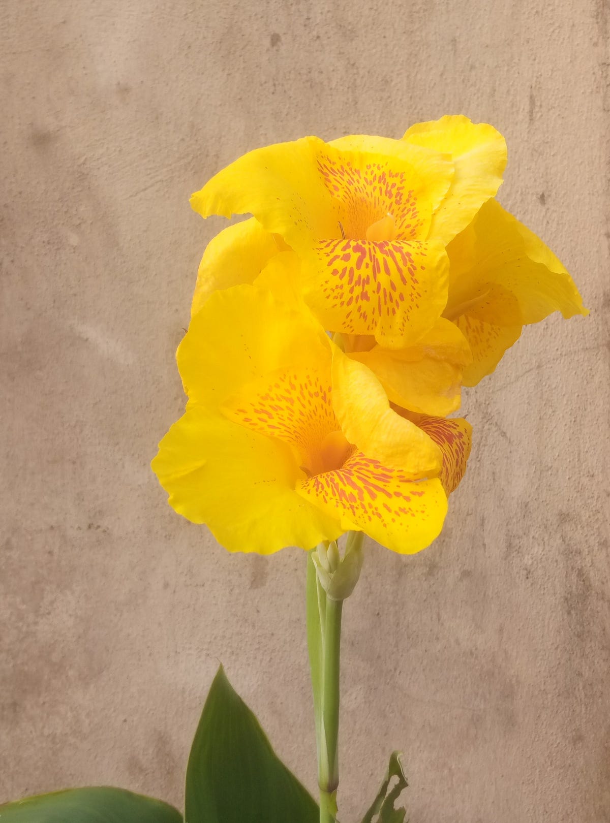 GET USED TO IT!. The yellow flowers of the CANNA INDICA… | by Victoria ...